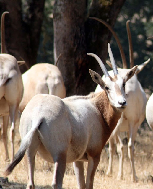 The Scimitar Oryx - Charismatic Antelope of the Desert | The Ark In Space
