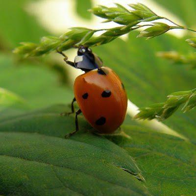 Insectos benéficos : Todo sobre las mariquitas en el huerto y cultivos