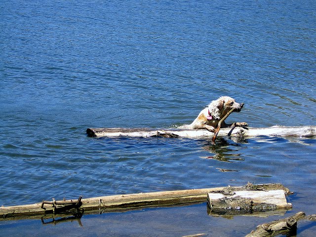 Dogs on Logs | The Ark In Space