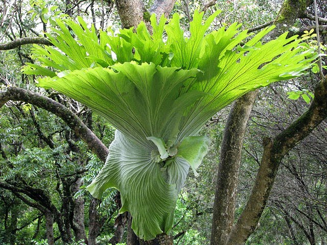 Platycerium - A Pretty Peculiar Plant ~ Kuriositas