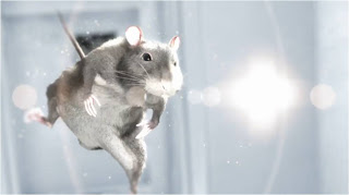 One Rat Short ~ Kuriositas