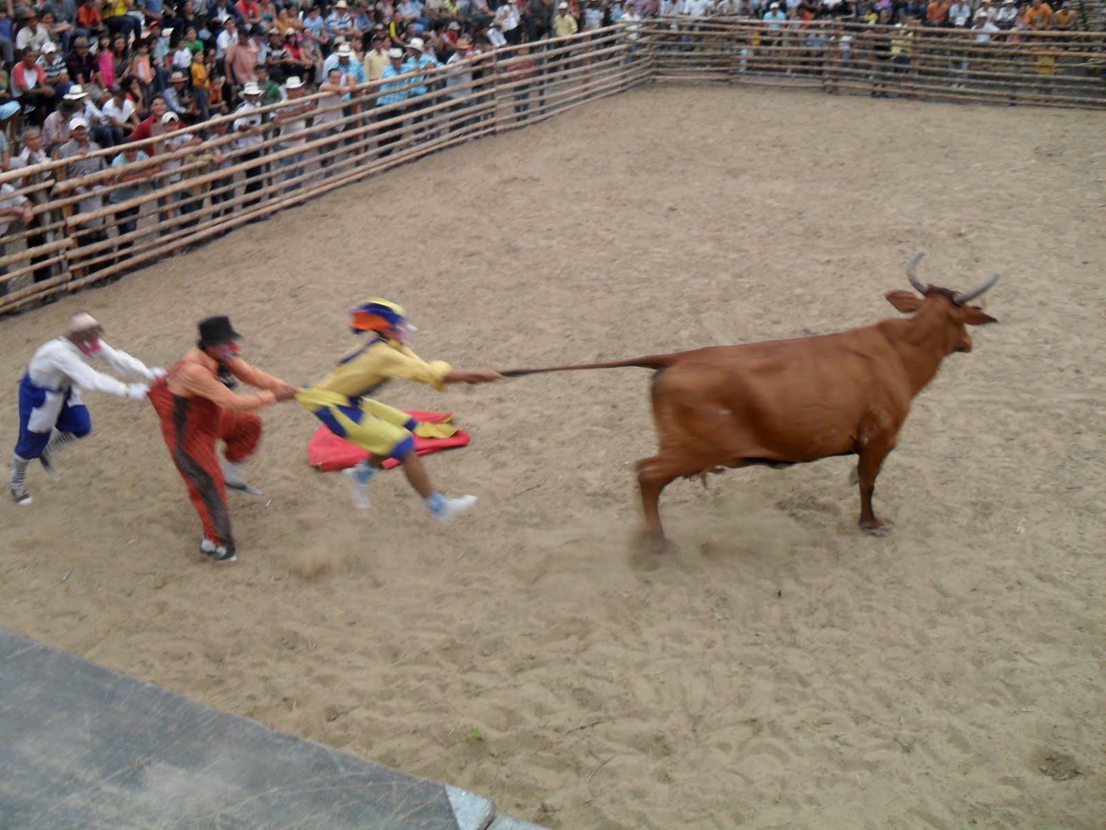 MANABI ....ECUADOR: RODEO MONTUBIO EN OLMEDO