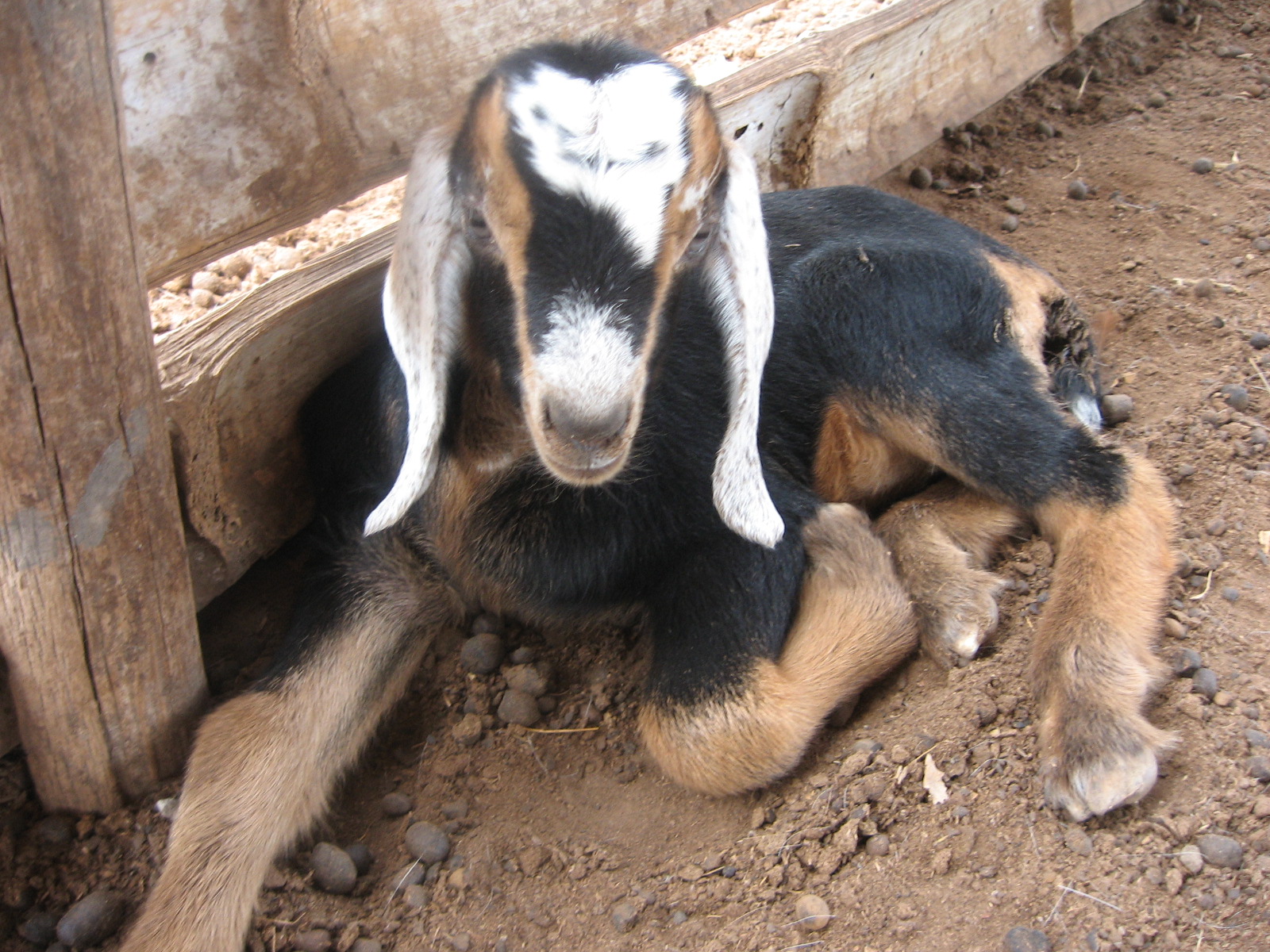 MANABI ....ECUADOR: SECO DE CHIVO MAS GRANDE JULCUY JIPIJAPA