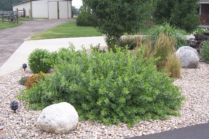 Denver Landscape Plants: Low Grow Sumac