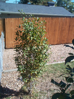 Denver Landscape Plants: Columnar Buckthorn