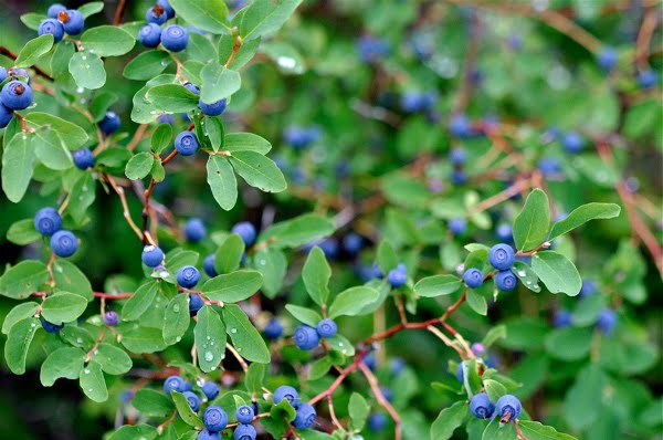 huckleberries | Langdon Cook