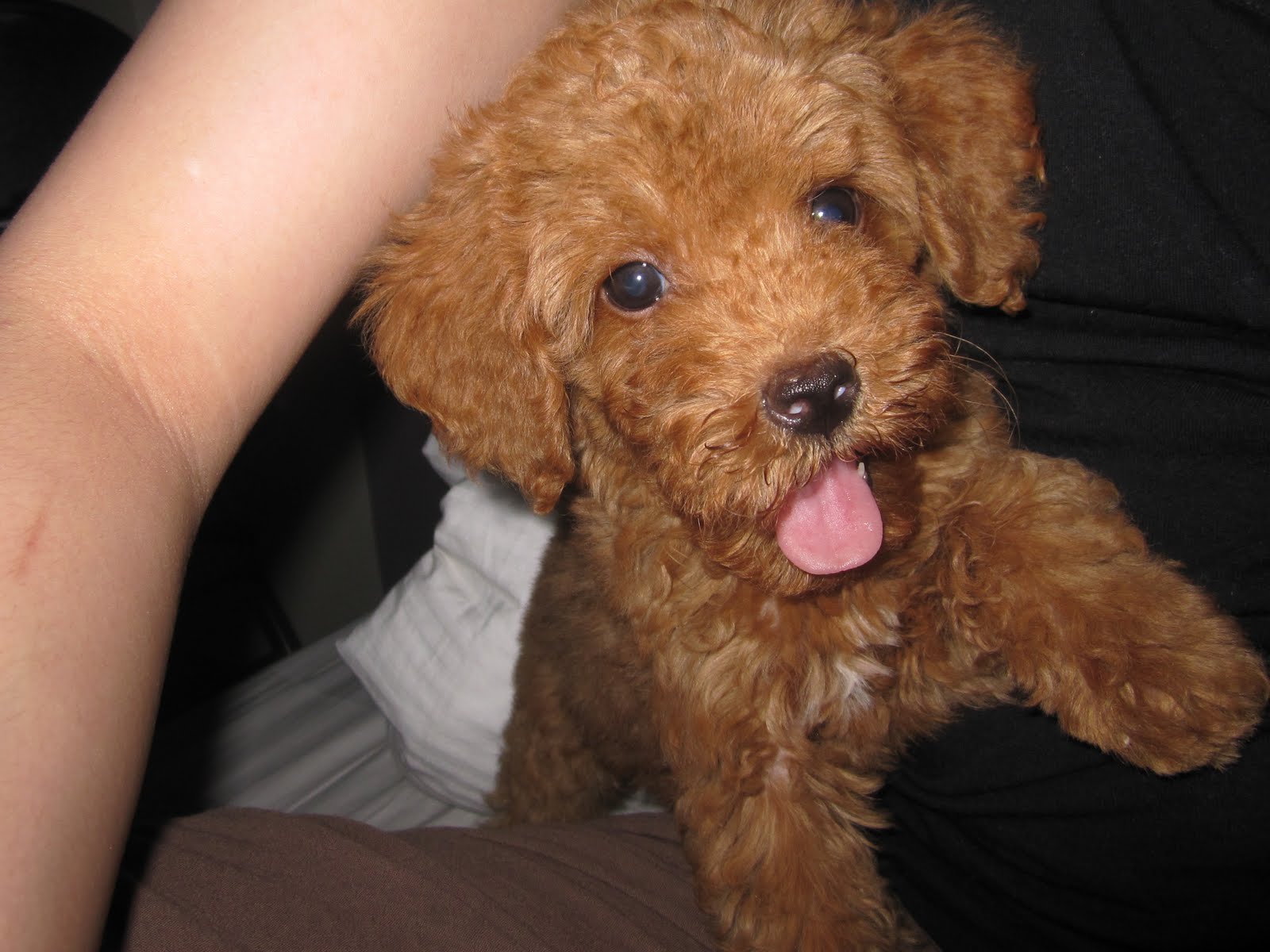 Prettywittybitchyme: ZOE...My New Cute Poodle Joins Our Mini Family!