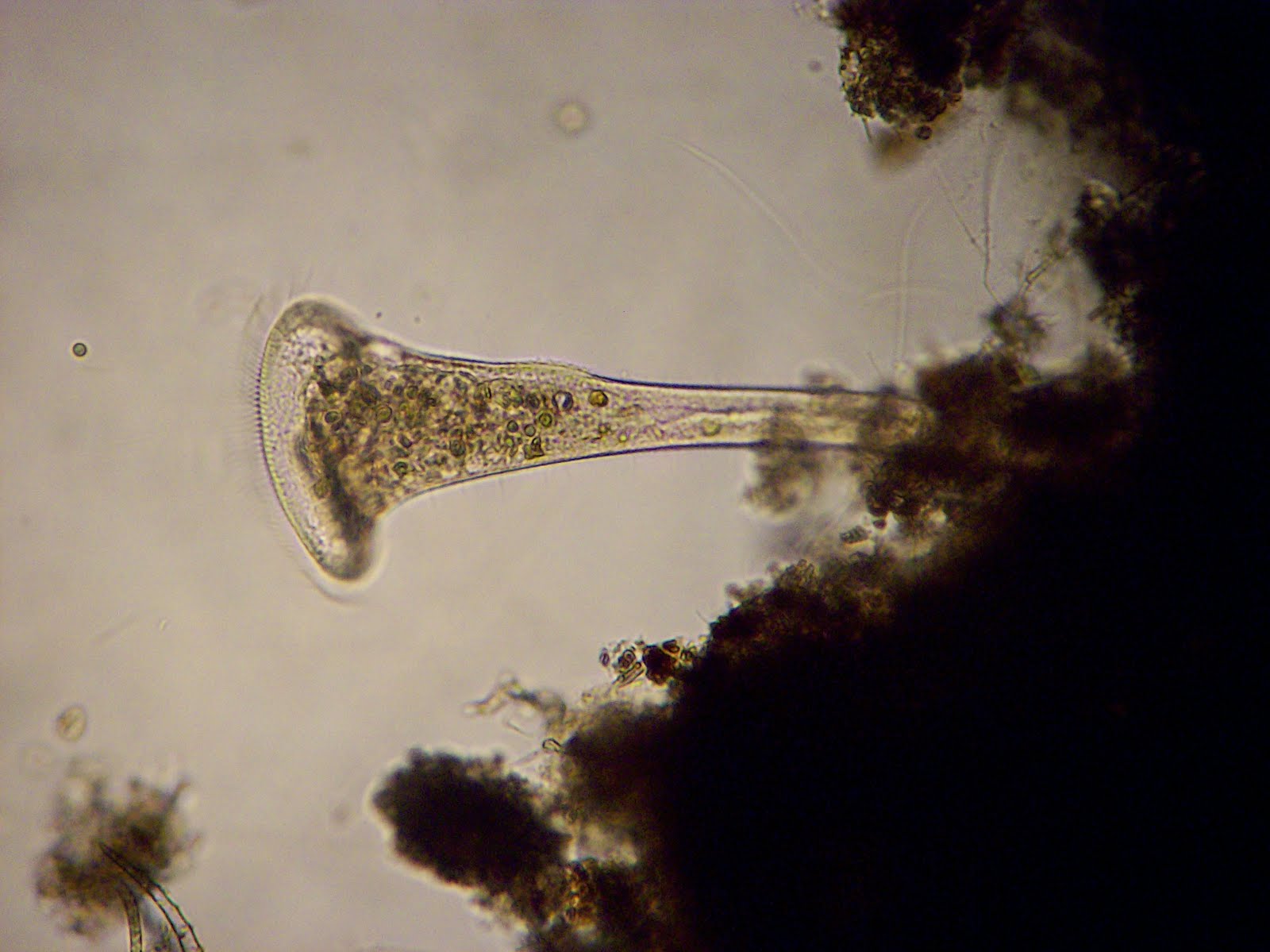 Biologia on Live: Protista a la vista