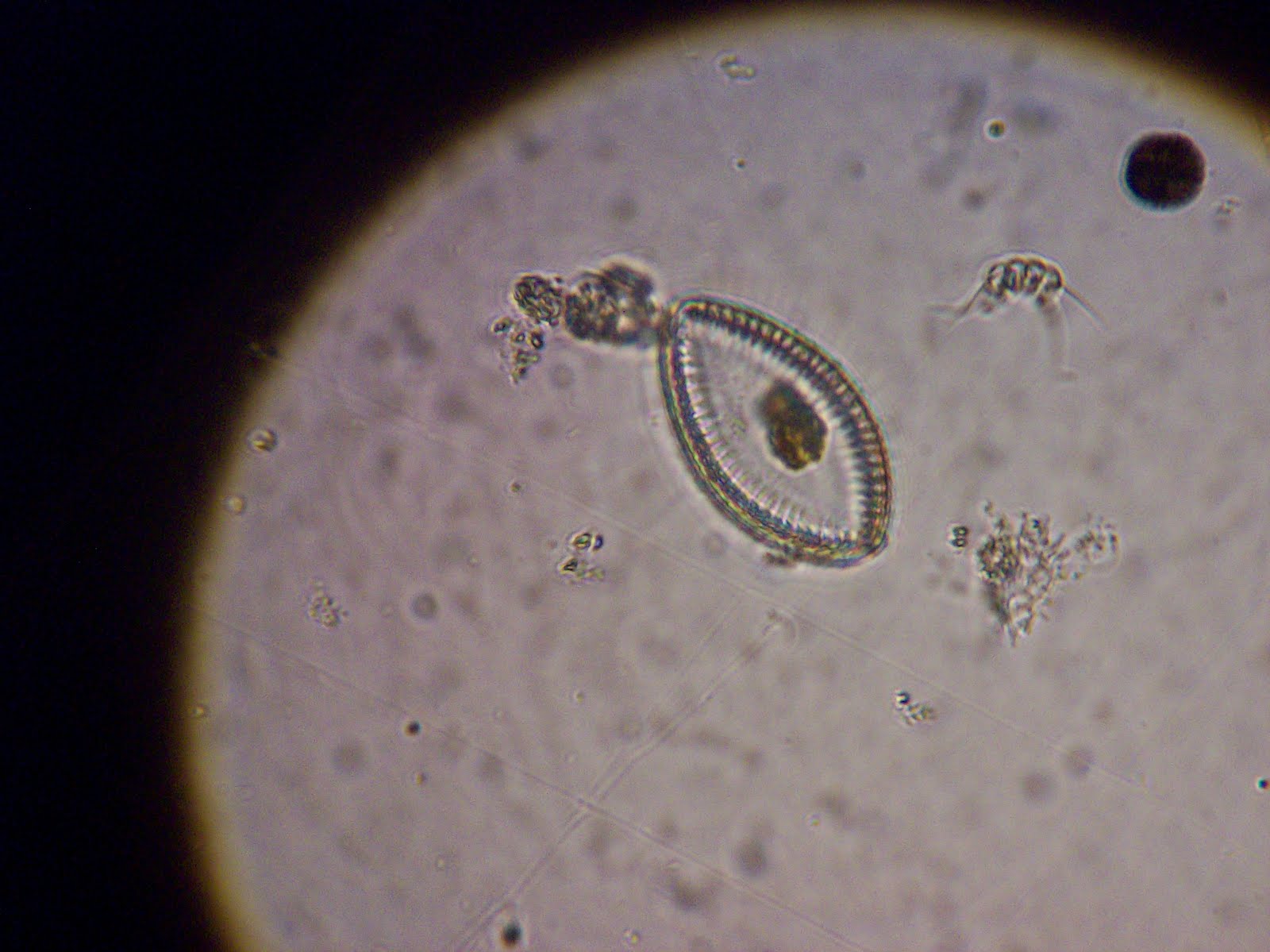 Biologia on Live: Protistas a la vista II