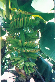 Natueco Farming Science