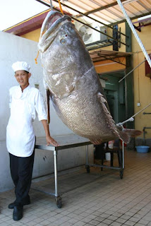 Salam: FISH Method...Ikan Kekek? No..