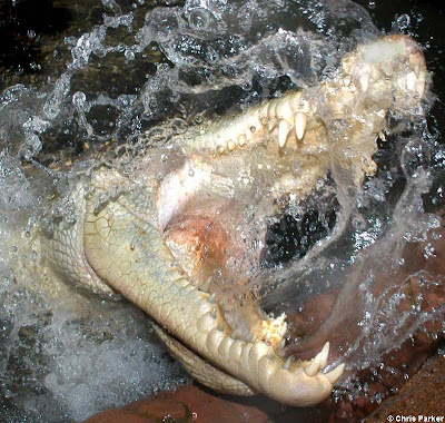 Six Guys At A Prata Place: Creature Feature! - A Crash Course of The ...