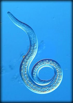 04 SISTEMA DIGESTIVO: EVOLUCIÓN DE LOS APARATOS DIGESTIVO