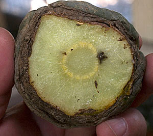 LOPHOPHORA: Mescaline on the Mexican Border - information on the peyote ...