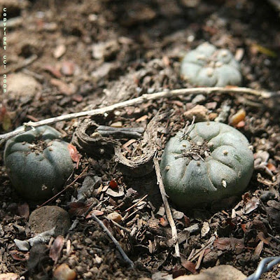LOPHOPHORA: Peyote harvest regrowth – observations after one year ...