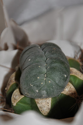 LOPHOPHORA: Lophophora williamsii f. cristata (crested / fasciated ...