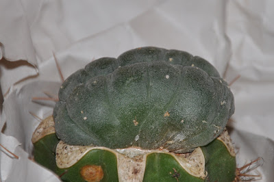 LOPHOPHORA: Lophophora williamsii f. cristata (crested / fasciated ...