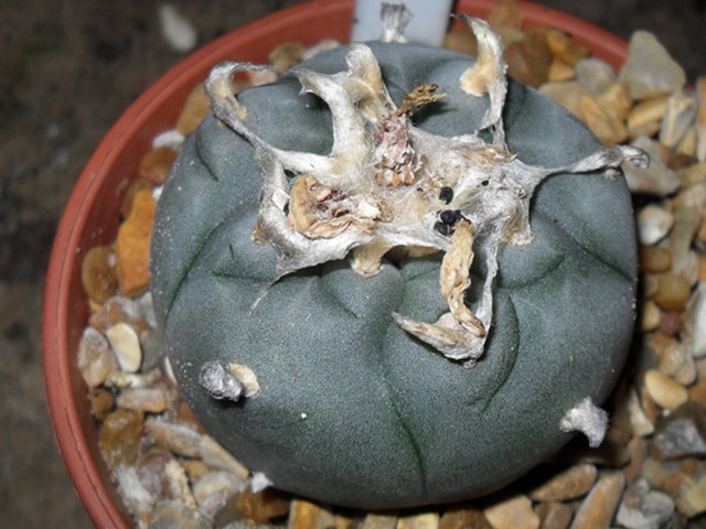LOPHOPHORA: Peyote plants for sale - information on the peyote cactus ...