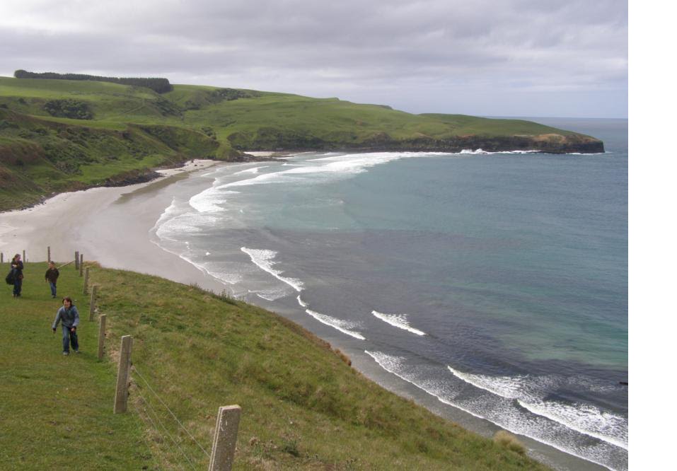 SHEAF Dunedin: Papanui Beach and Wildlife Tour