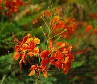 Spirit of Exploration: moulshree, kachnar, chameli.....