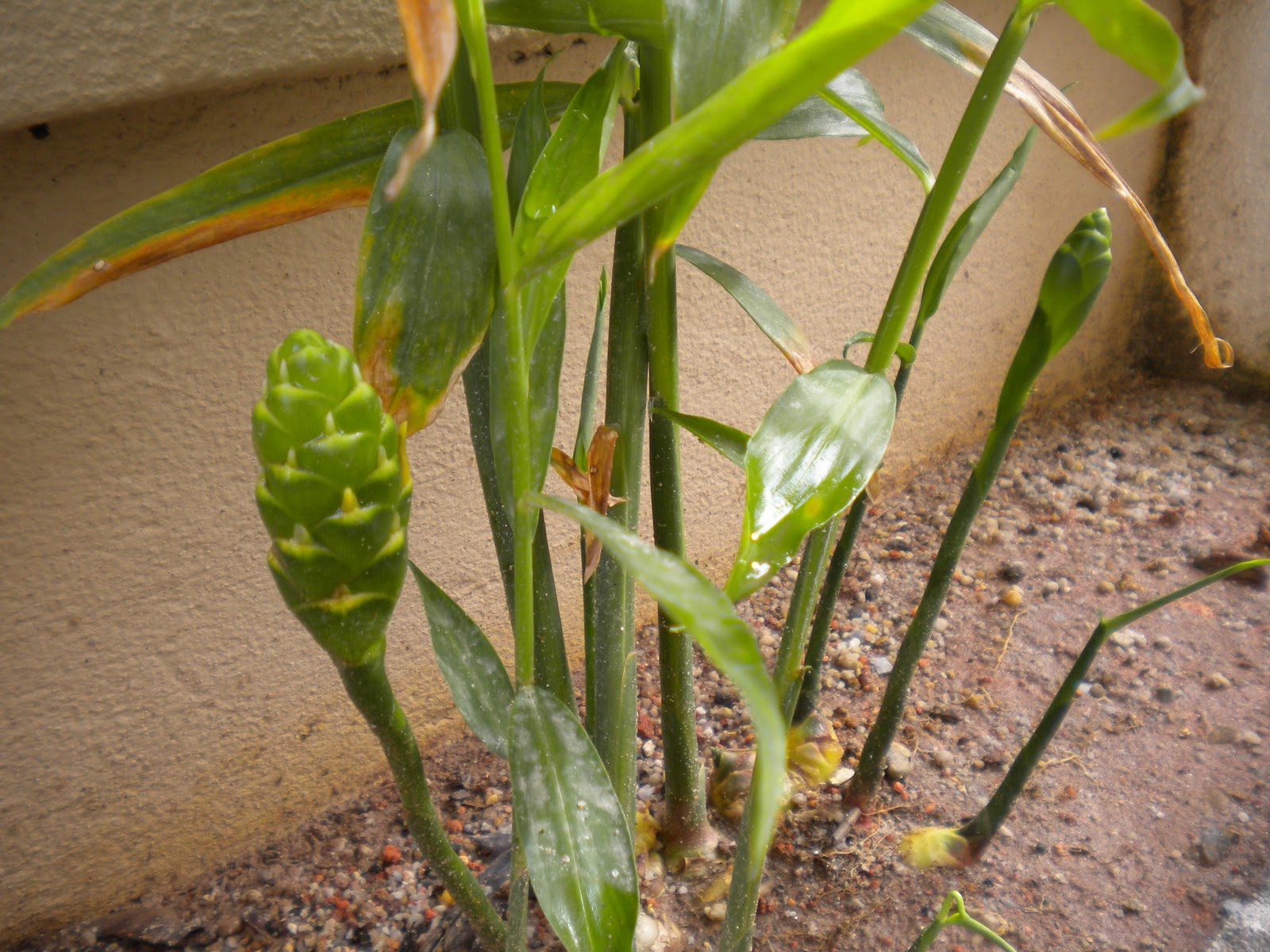 taman ramuan: pertama kali ku lihat halia berbunga...