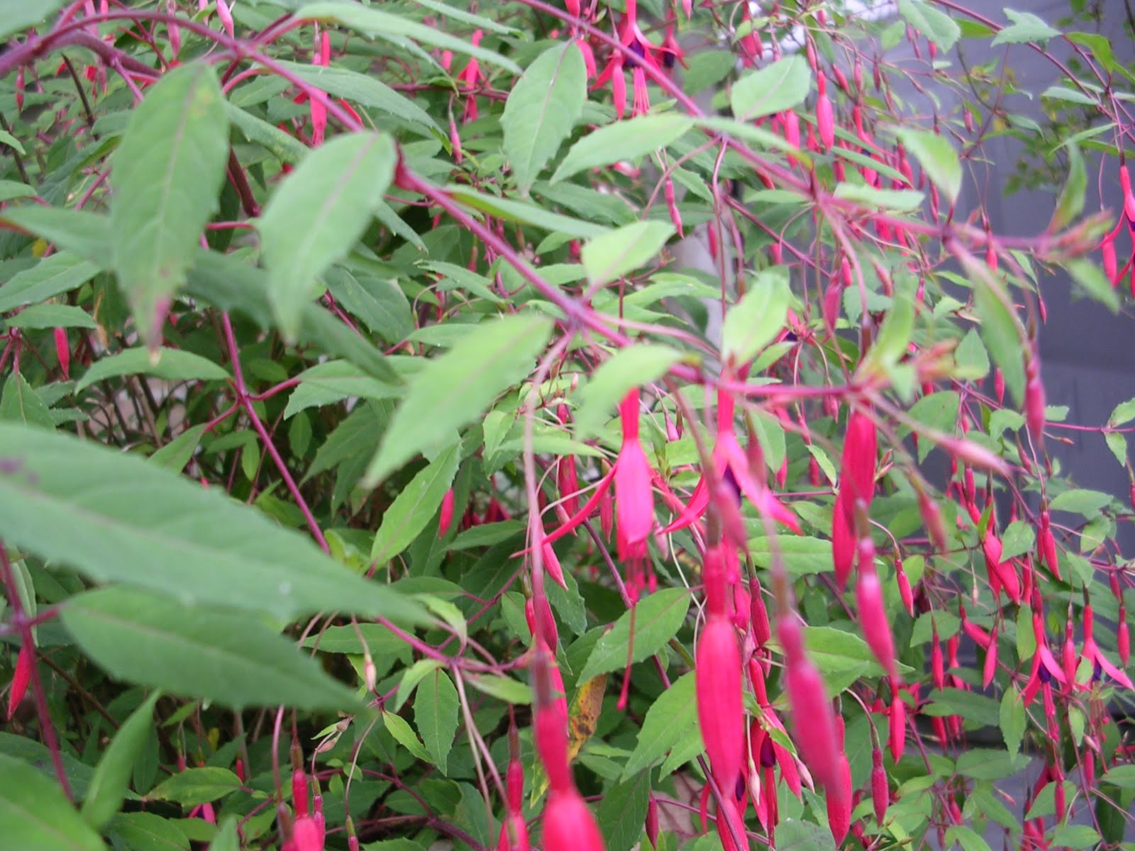 welvaertshof: Winterharde fuchsia