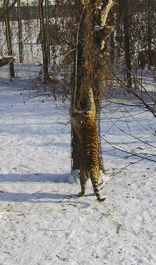 Foreign Expertise: Tiger, Tiger