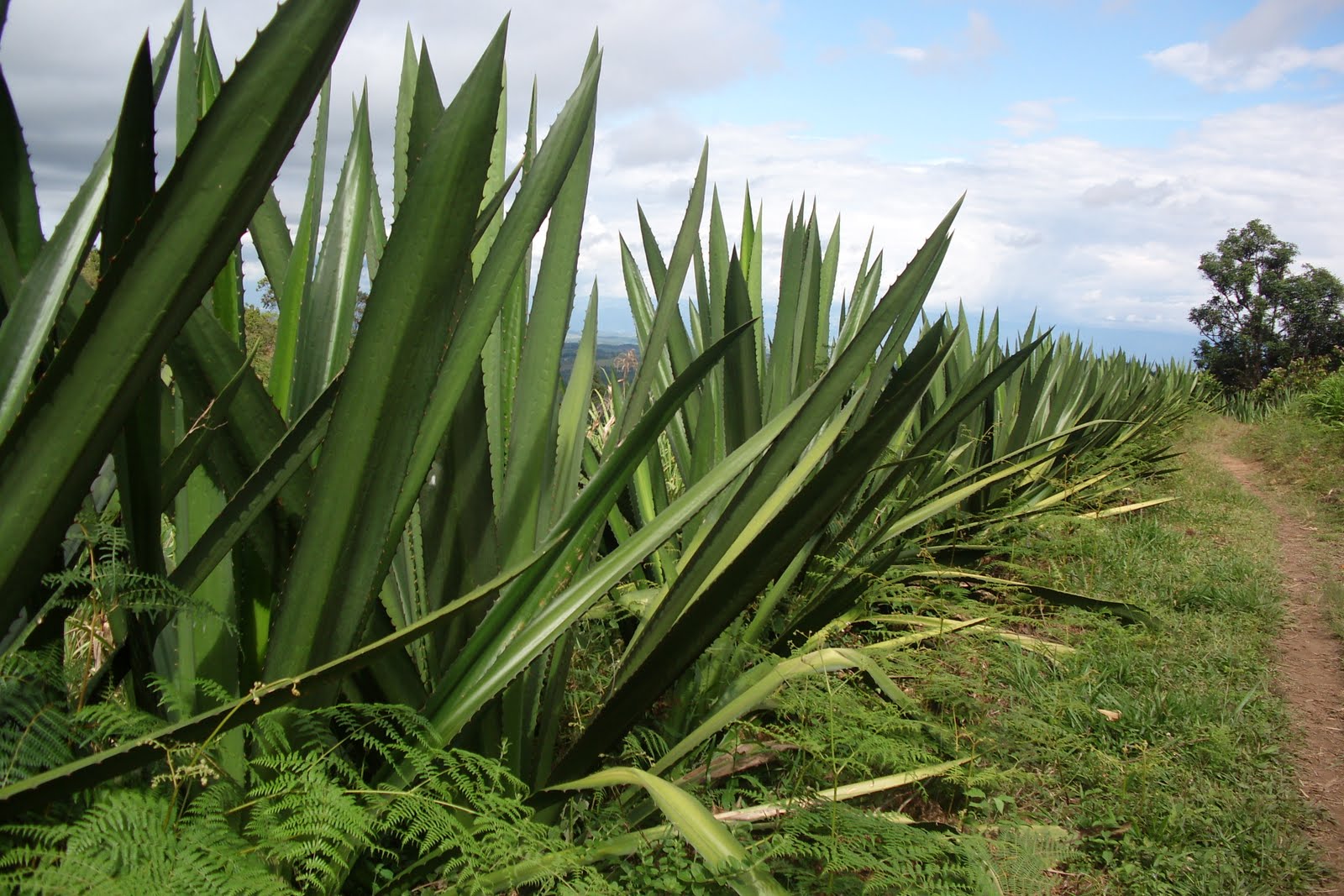 EL TAMBO Y SUS ARTESANIAS: EL TAMBO Y SU PRODUCCION ARTESANAL
