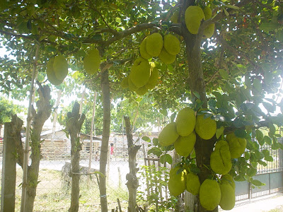 farm one: LANGKA in my farm