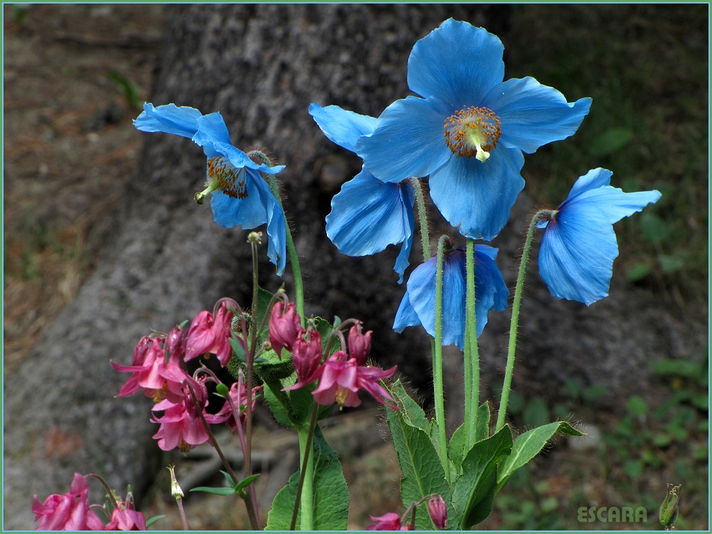 Escara- Fotoprojekte: Blauer Mohn