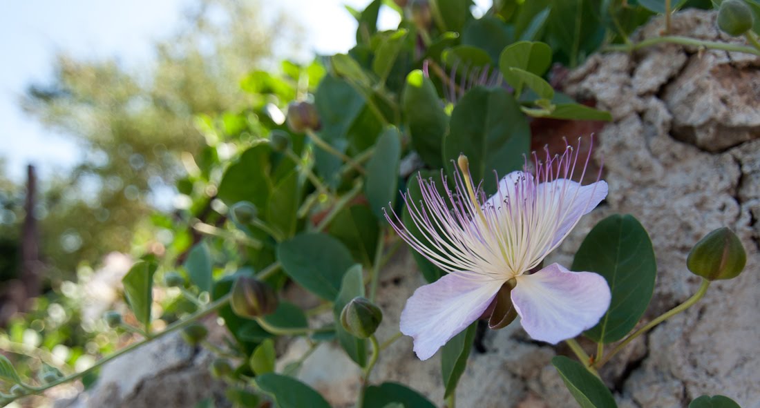 El color de mi lente: Alcaparra, Capparis spinosa.