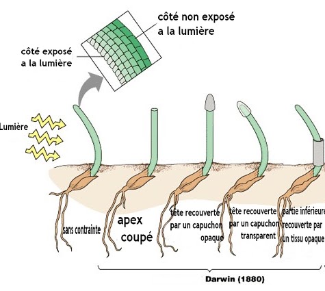 Phototropisme: Darwin