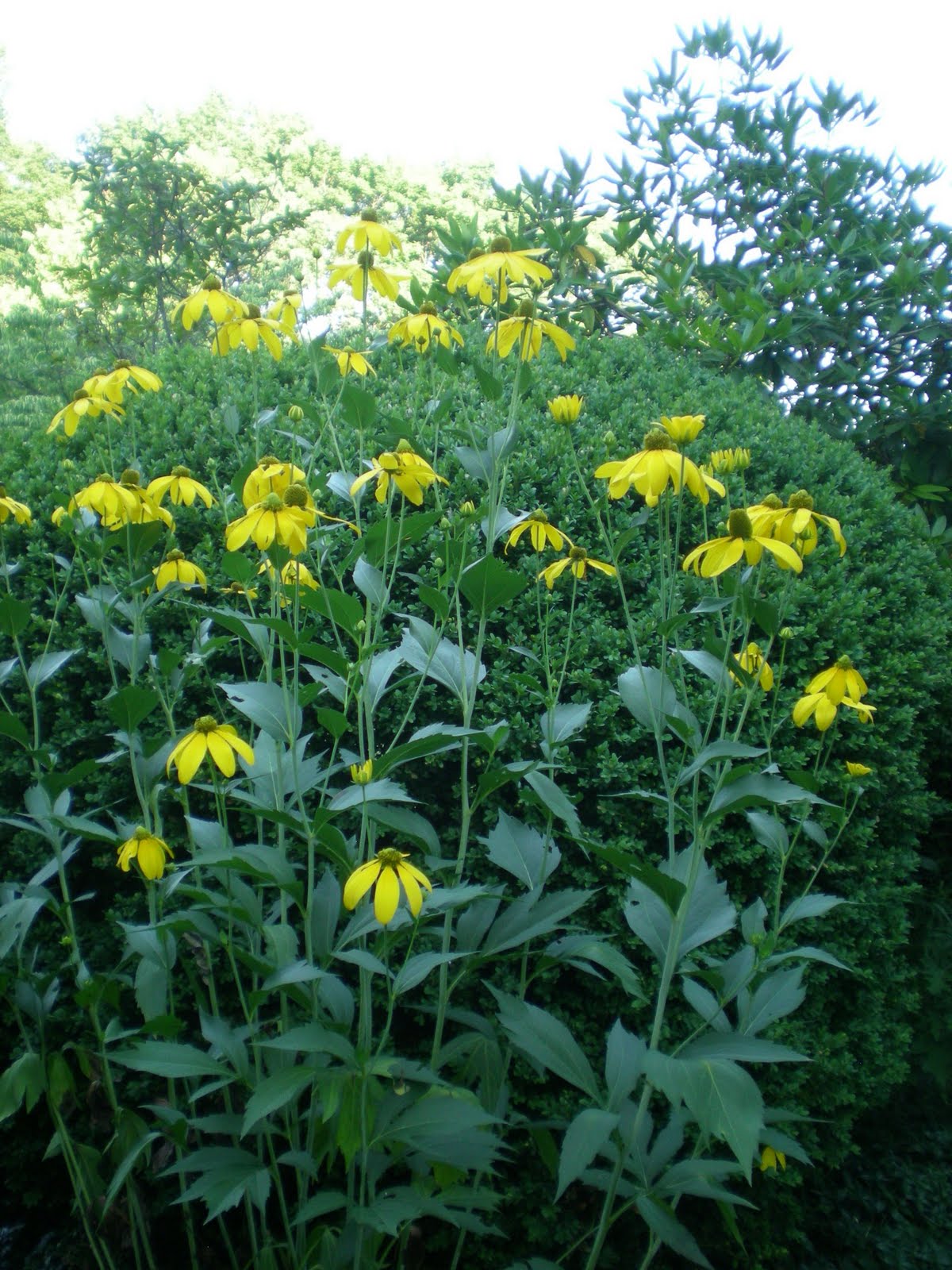 Jarvis House: Late Summer Daisies
