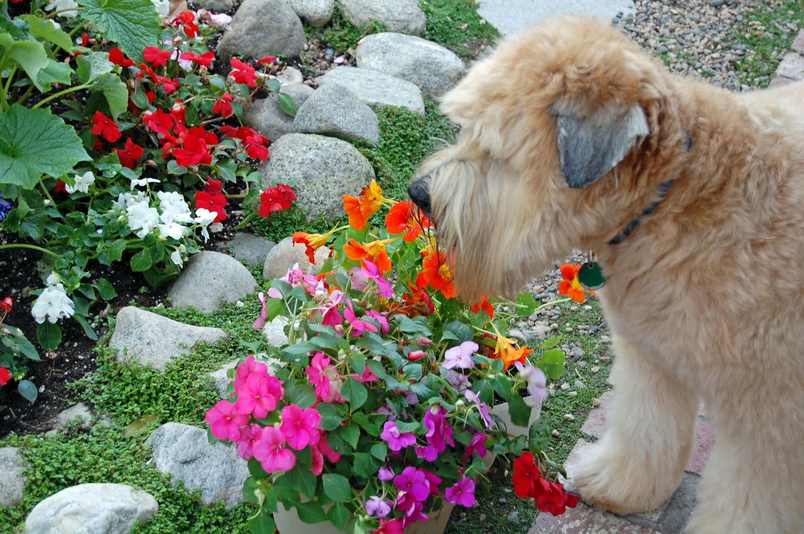 My Painted Garden: Spring at the Vintage Lady