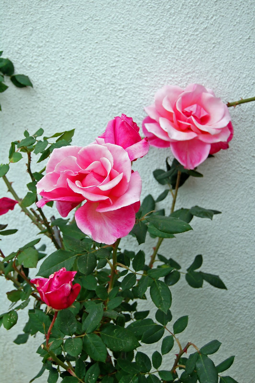 My Painted Garden: Painting Pink Roses