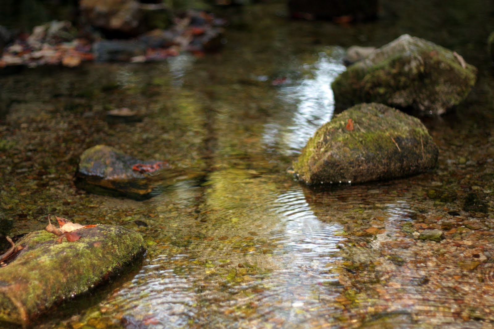 Buttons for Baga: An Afternoon Visit to Bubbling Springs