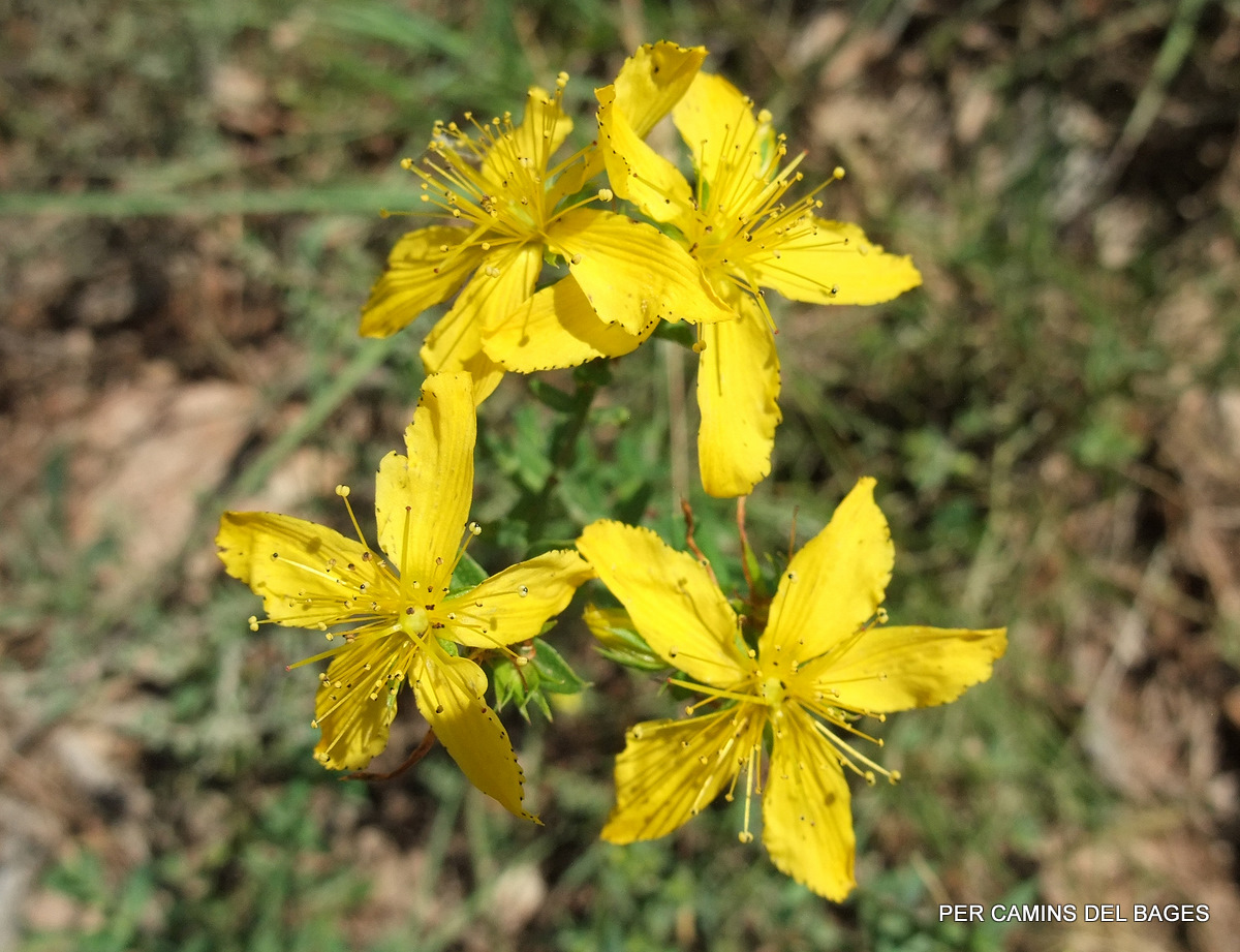 PER CAMINS DEL BAGES: PERICÓ