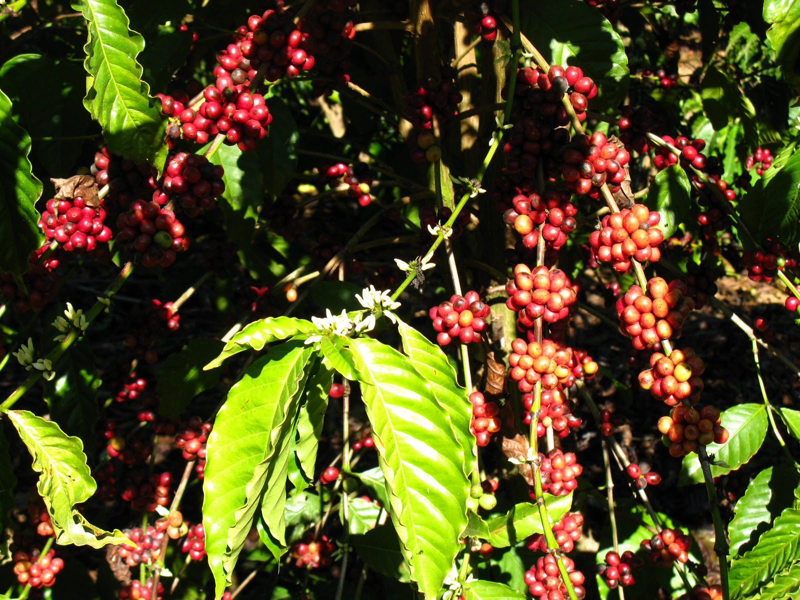 Blogging from Home: October 4: Join me at the Kape Isla Farm Tour