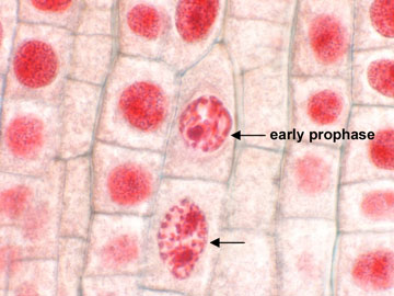 INSTRUKCIJE MATEMATIKA, KEMIJA, FIZIKA I DR., PODUKE, REPETICIJE ...