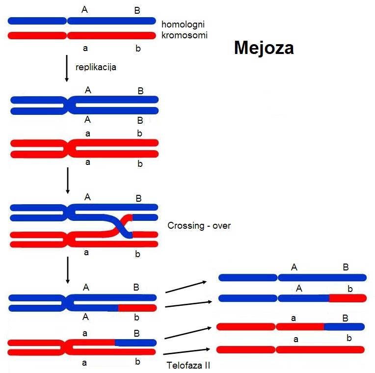 Predmet: ČLOVEK | Arnes Učilnice