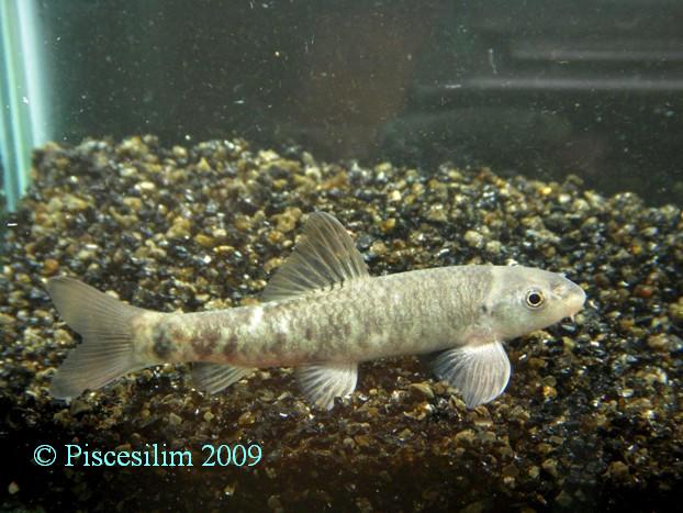 The Real Garra rufa breeder