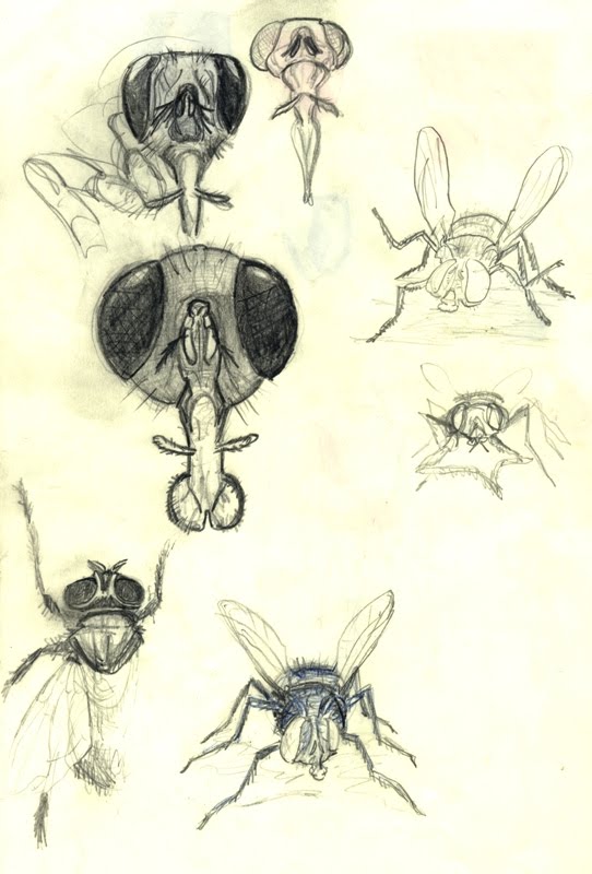 The World of Thomas Spettel: Title Sequence Fly Concept designs and ...