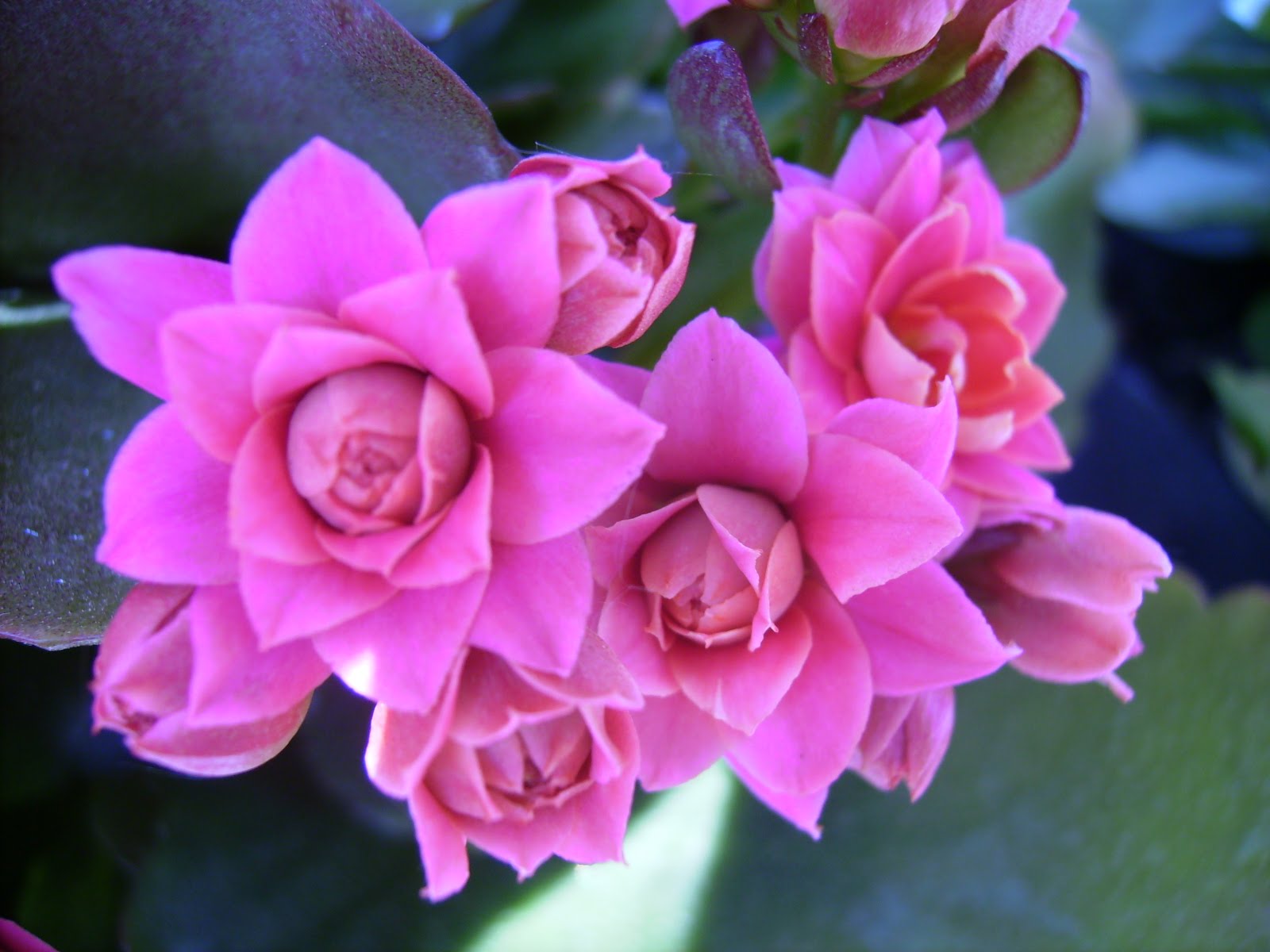 Hoikka hiiri: Kwiatki