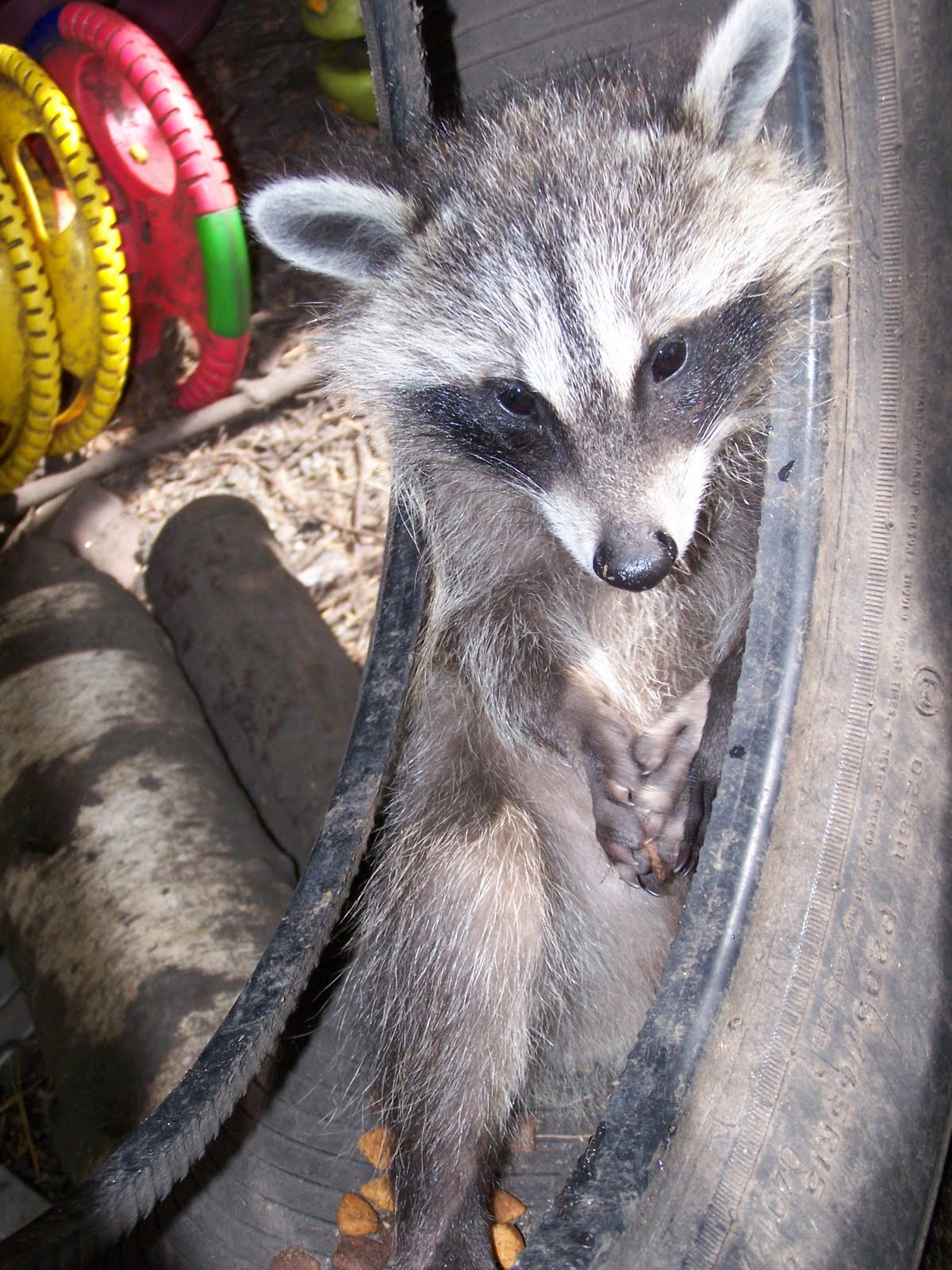 The Laughing Raccoon: The big kids.