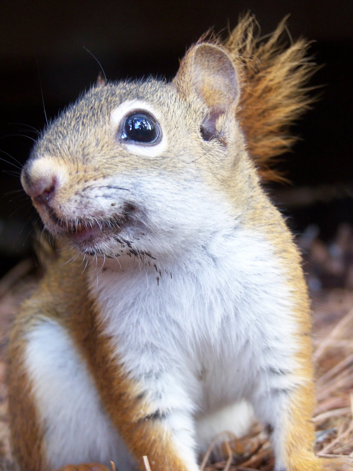 The Laughing Raccoon: Squirrel Tales.