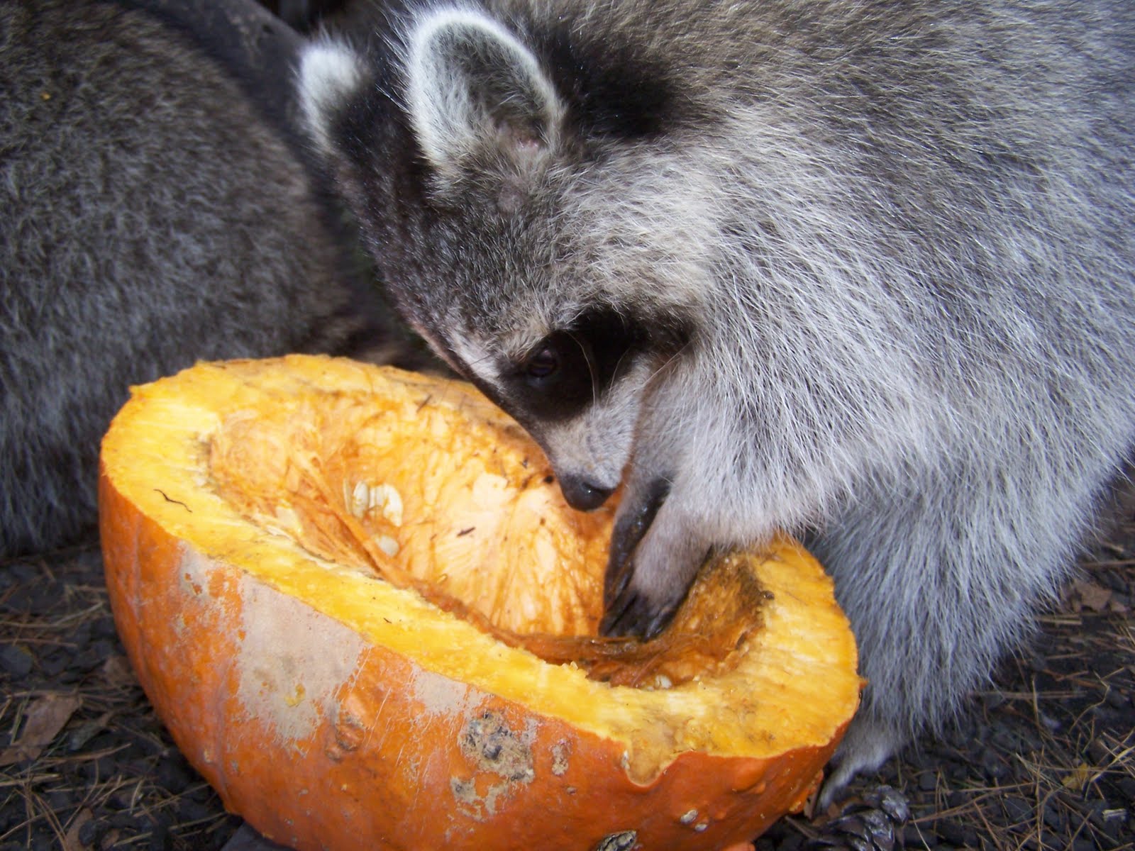 The Laughing Raccoon: Happy Thanksgiving!