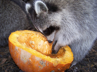 The Laughing Raccoon: Happy Thanksgiving!