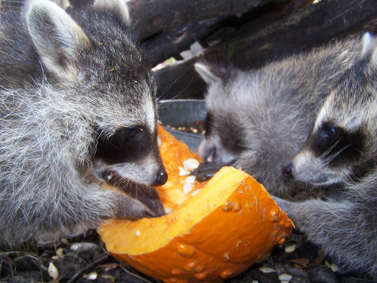 The Laughing Raccoon: Happy Thanksgiving!