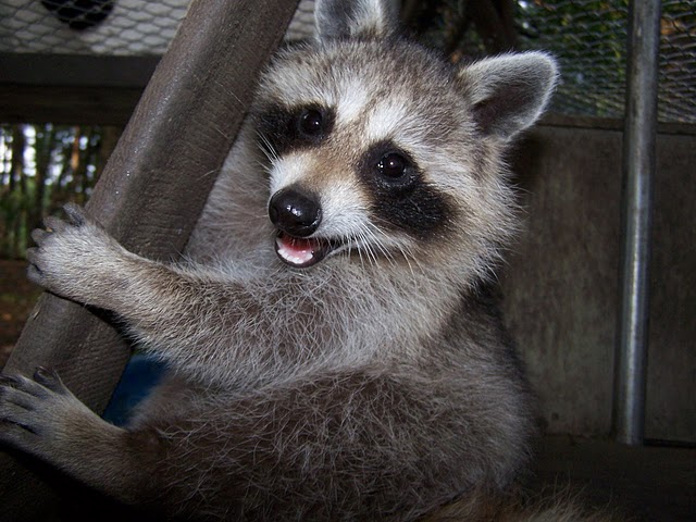 The Laughing Raccoon: Why The Laughing Raccoon??