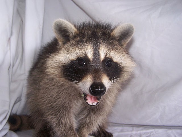 The Laughing Raccoon: Why The Laughing Raccoon??